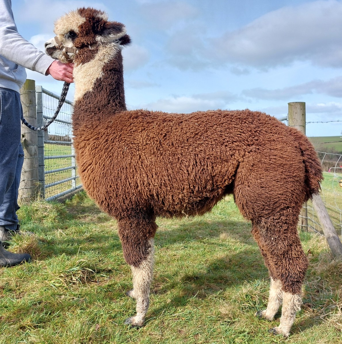 STUD Kestle Trelawney – Kestle Alpacas